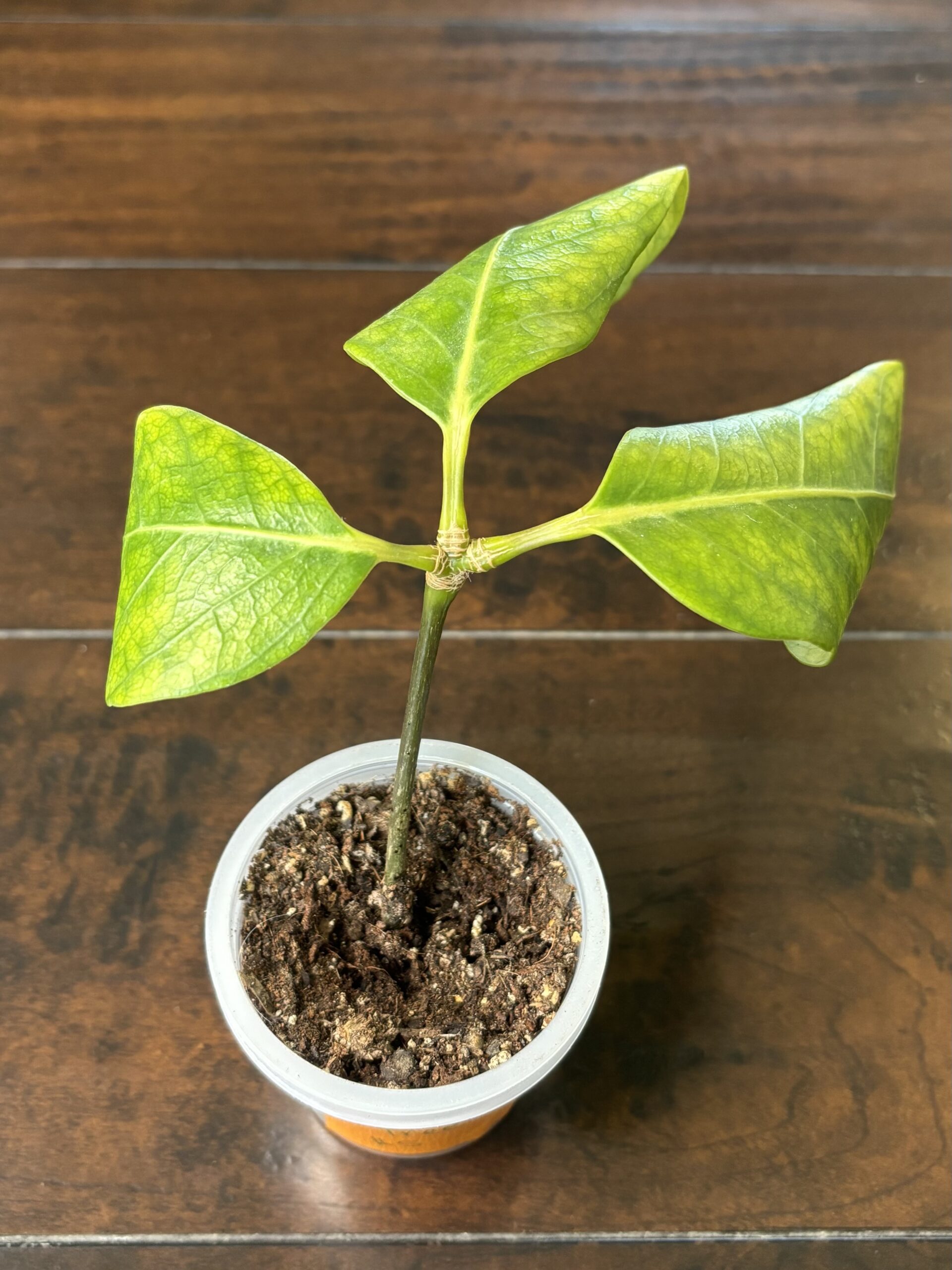 Octopus Tree - Enriched Waters | Residential & Commercial Plant Care